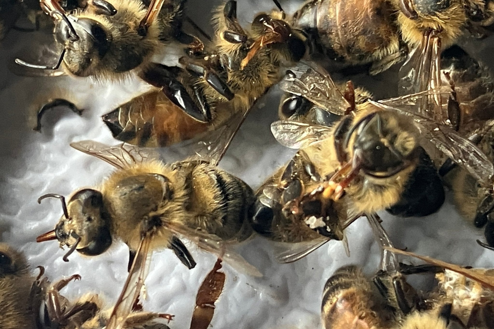 Death by 1000 Cuts - The Big Bee Loss of 2024 – Ames Farm Single Source ...