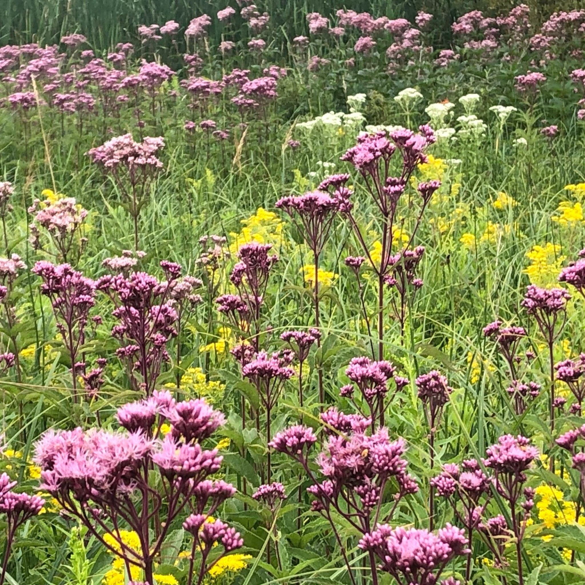 Land For Bees Pollinator Habitat Improvement – Ames Farm Single Source ...