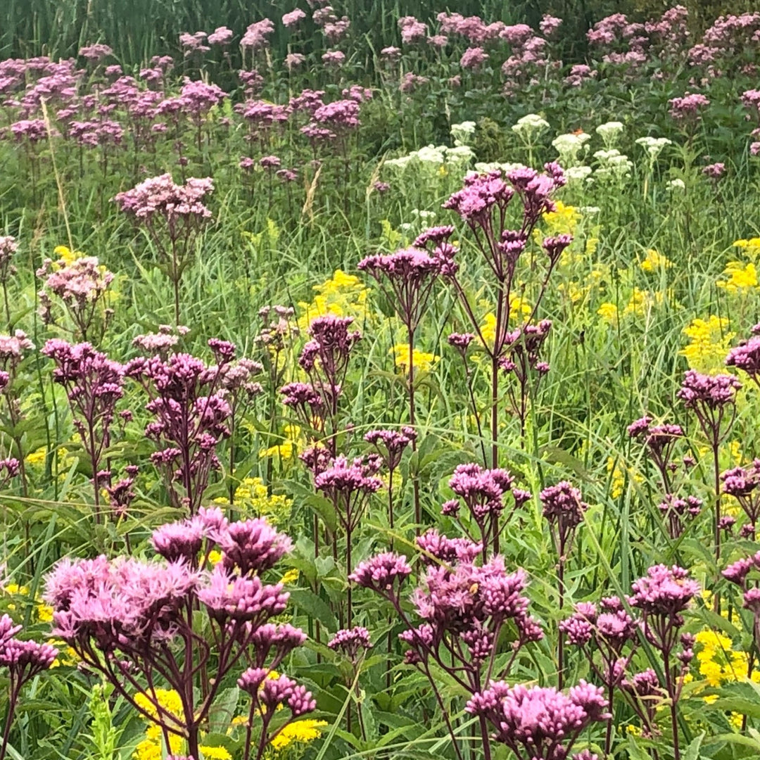 Collections – Ames Farm Single Source Honey