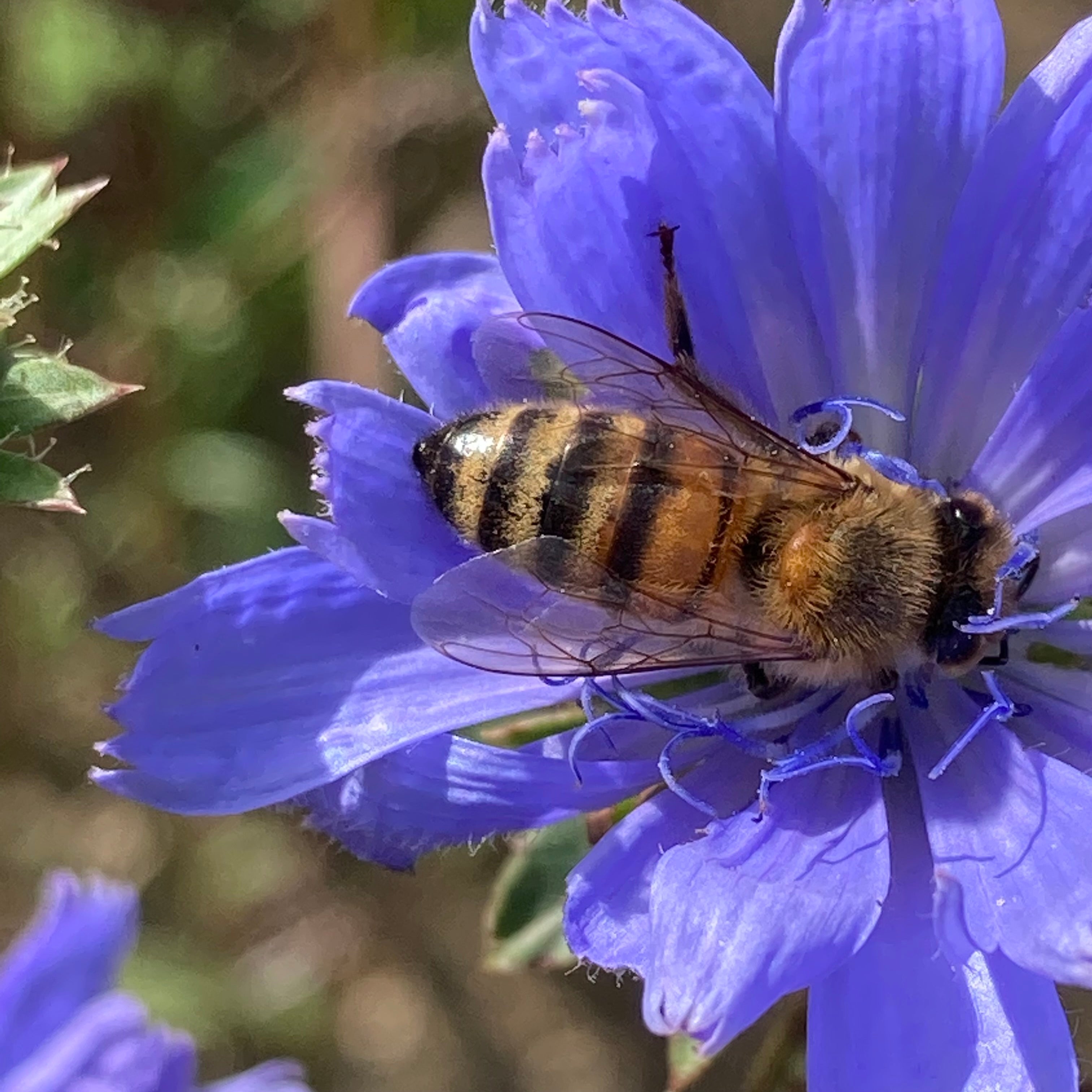 Ames Farm | Honey Comb | Minnesota Raw Honey | Honey Bees For Sale ...