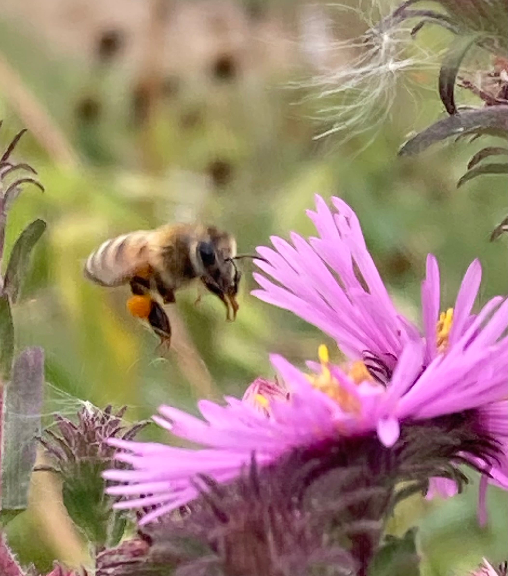 recipe box – Tagged "Celebrate with Ames" – Ames Farm Single Source Honey