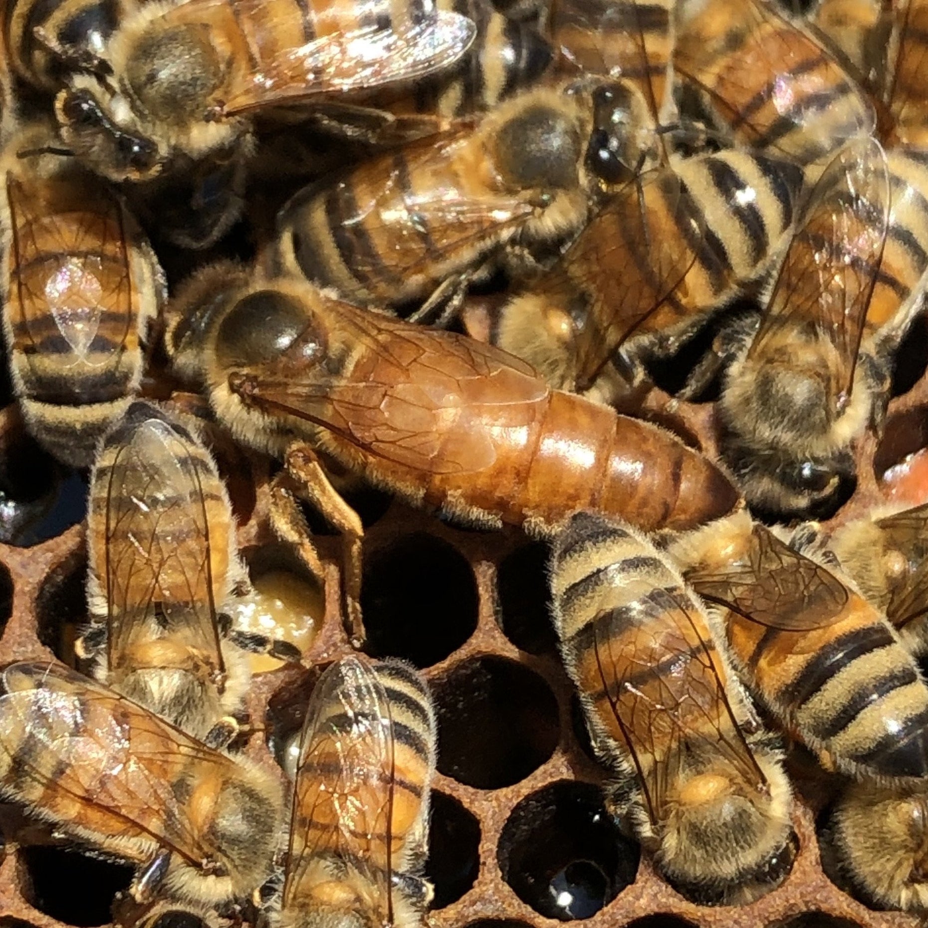 Bee Nucs | Honey Bees For Sale | MN Beekeeping Classes – Ames Farm ...