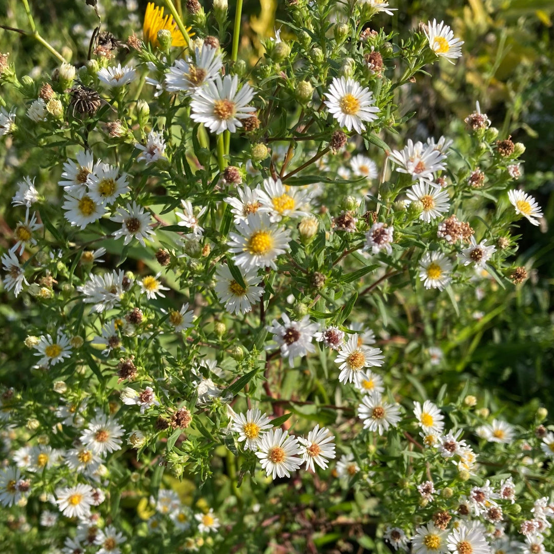 Land for Bees Subscription – Ames Farm Single Source Honey