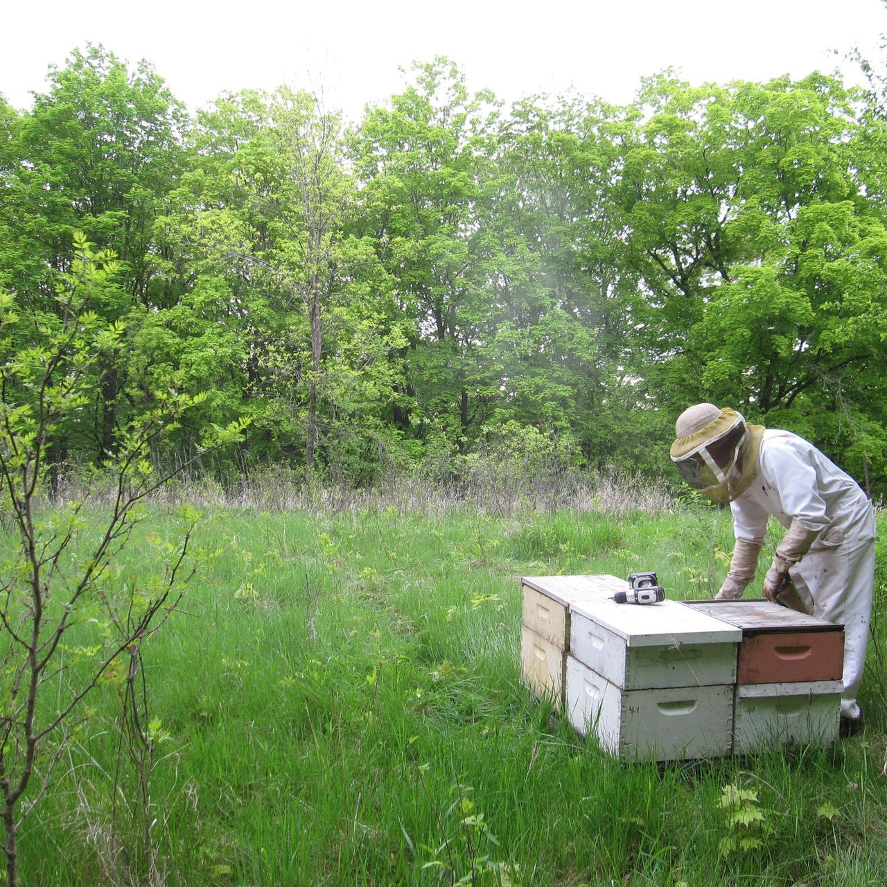 Bee Nucs | Honey Bees For Sale | MN Beekeeping Classes – Ames Farm ...